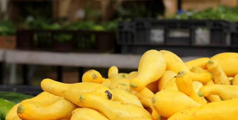 Why Is My Yellow Squash Green Inside - Things You Need To Know ...